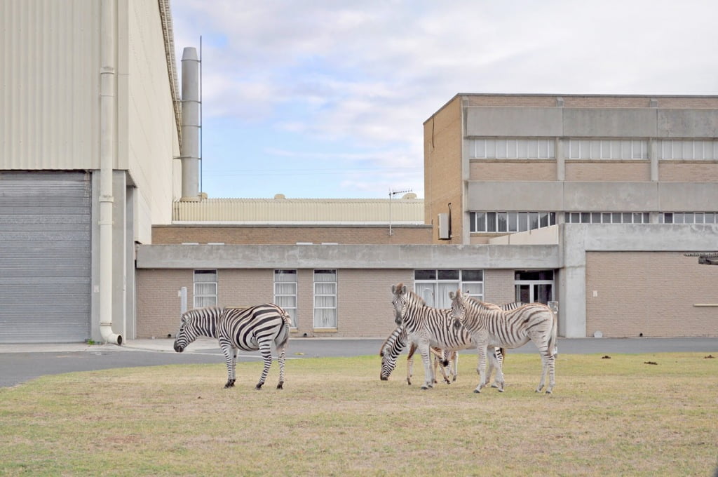 Winners 2020 - Civilization - Life Framer